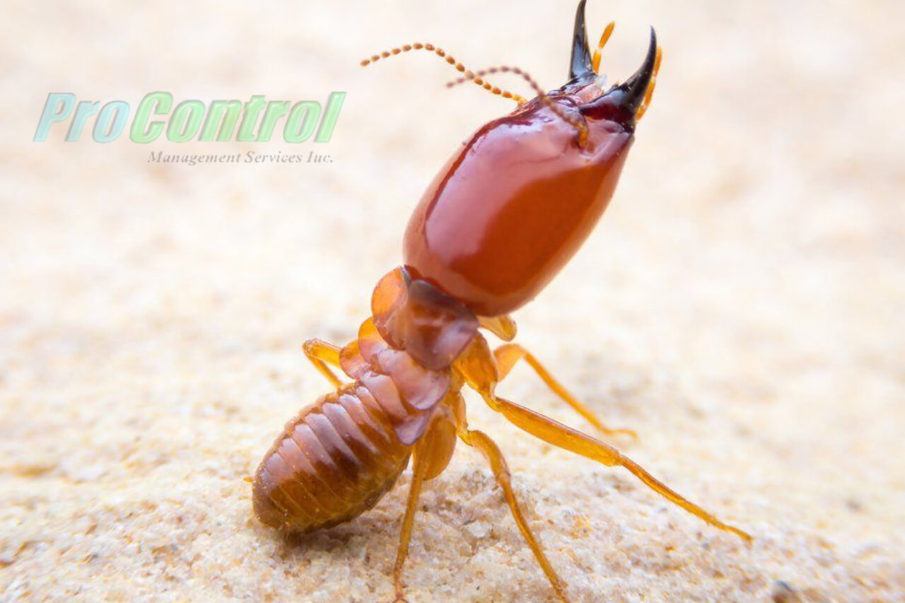 Termites Port St Lucie — What do termites look like? Tips for ...